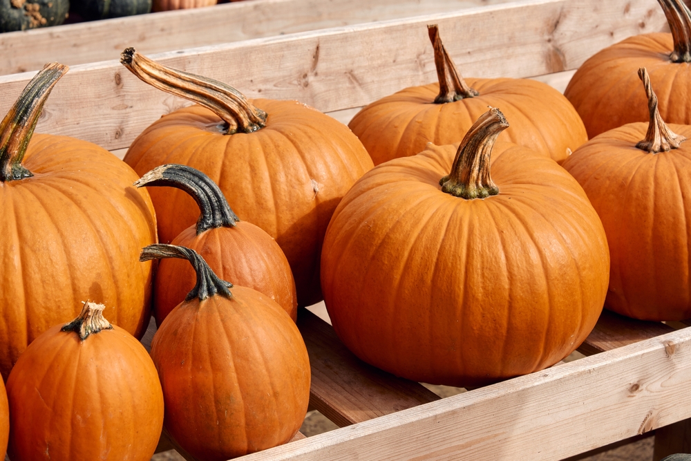 Fall & Winter Holiday Events Around Lathrop, CA - Stanford Crossing